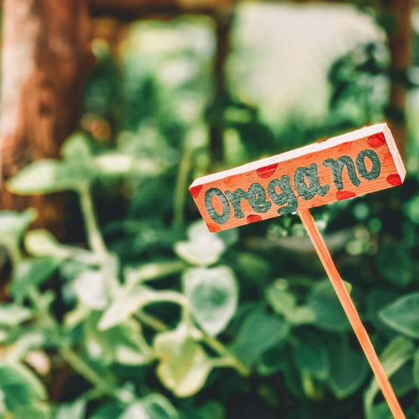 The 5 Best Oil Of Oregano Brands For A Strong Immune System: